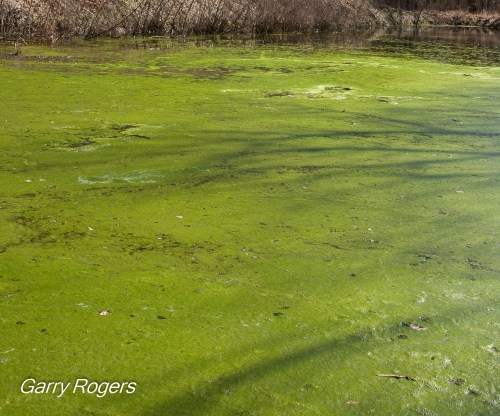 Study eyes ‘pond scum’ environmental feedback loop | GarryRogers Nature ...