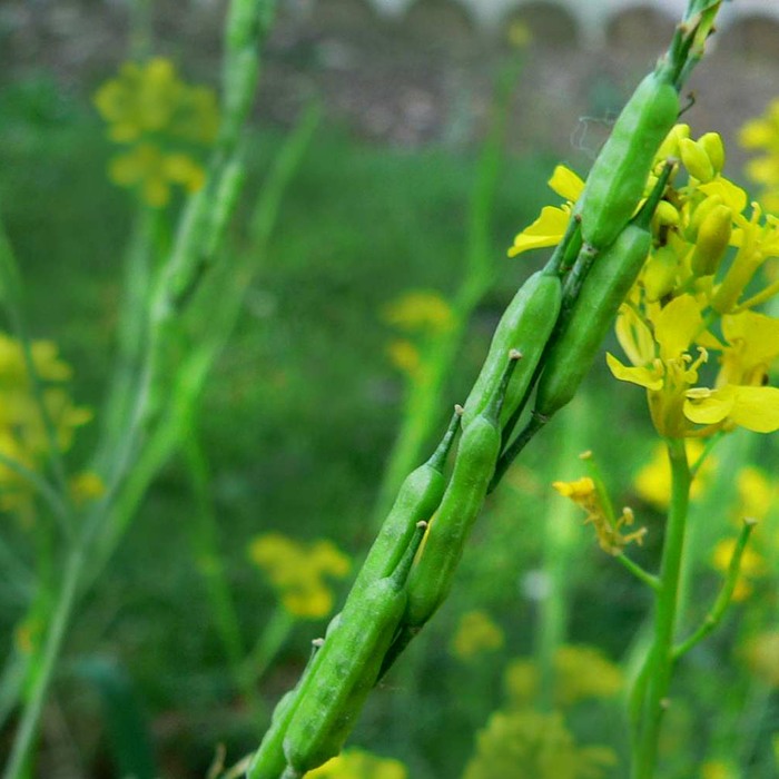 Brassica nigra silique — Black mustard fruits at the Jardin des Plantes ...