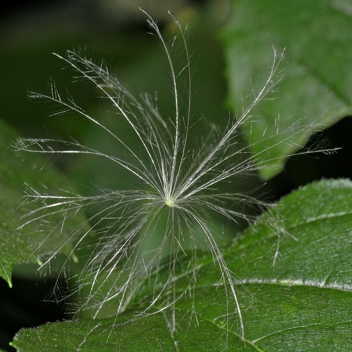 Canada Thistle pappus by André Karwath (CC BY-SA 2.5) | GarryRogers ...