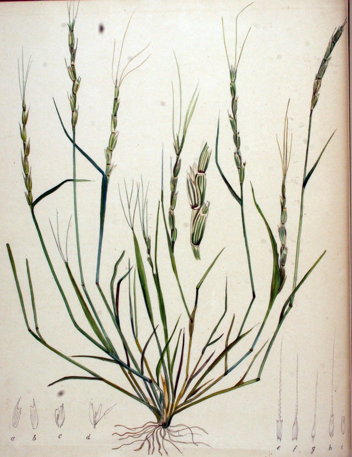 Jointed Goatgrass Aegilops_cylindrica_—_Flora_Batava_—_Volume_v20 – pub ...