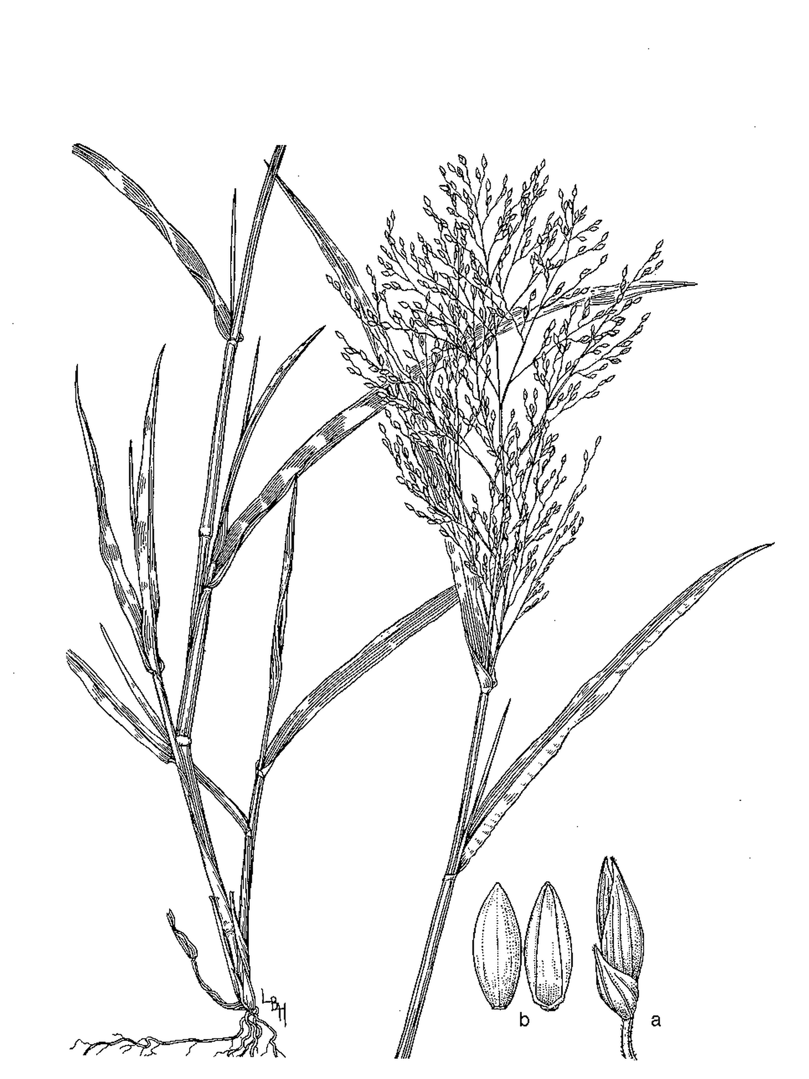 Witchgrass – Parker | GarryRogers Nature Conservation